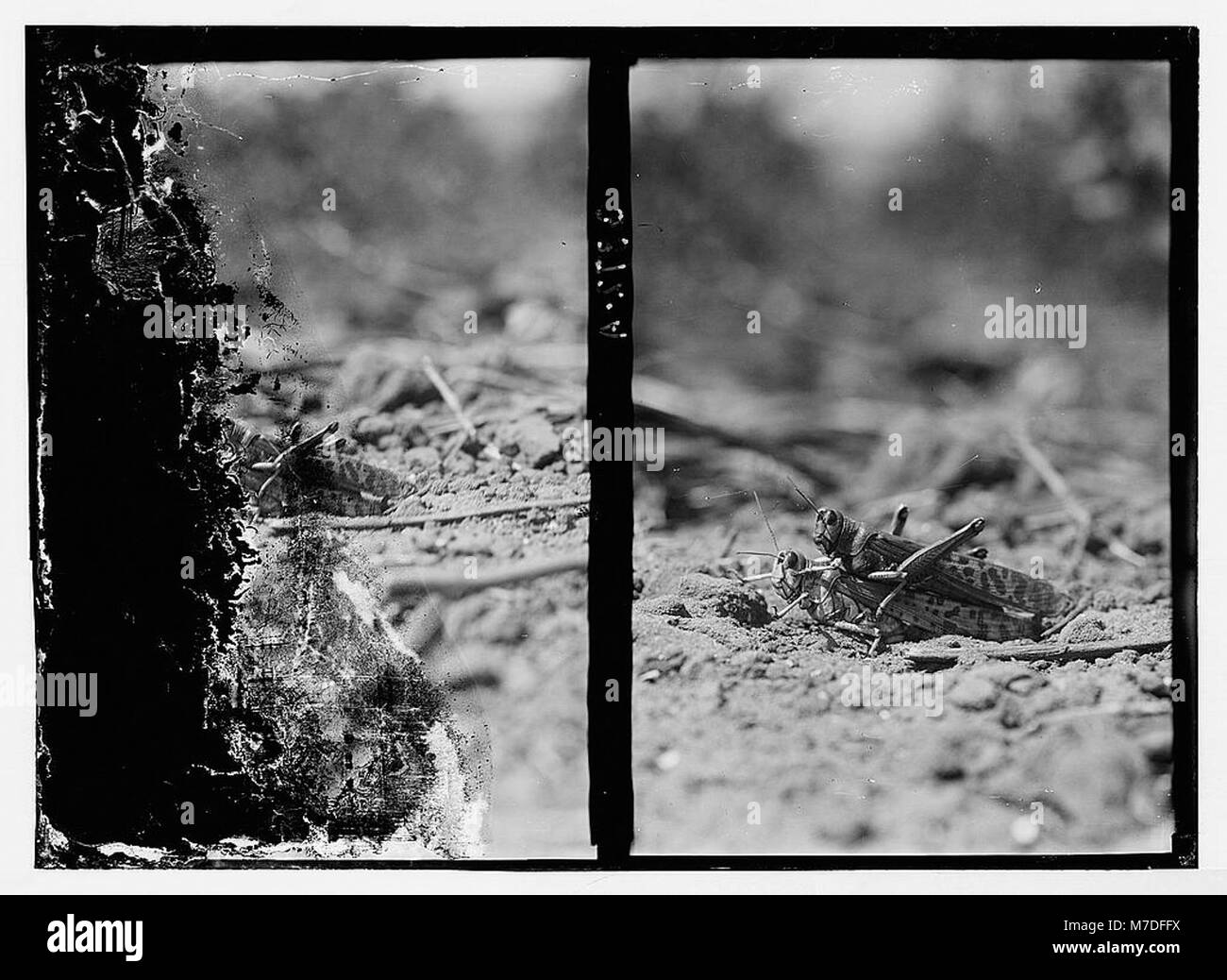 Locust laying hi-res stock photography and images - Alamy