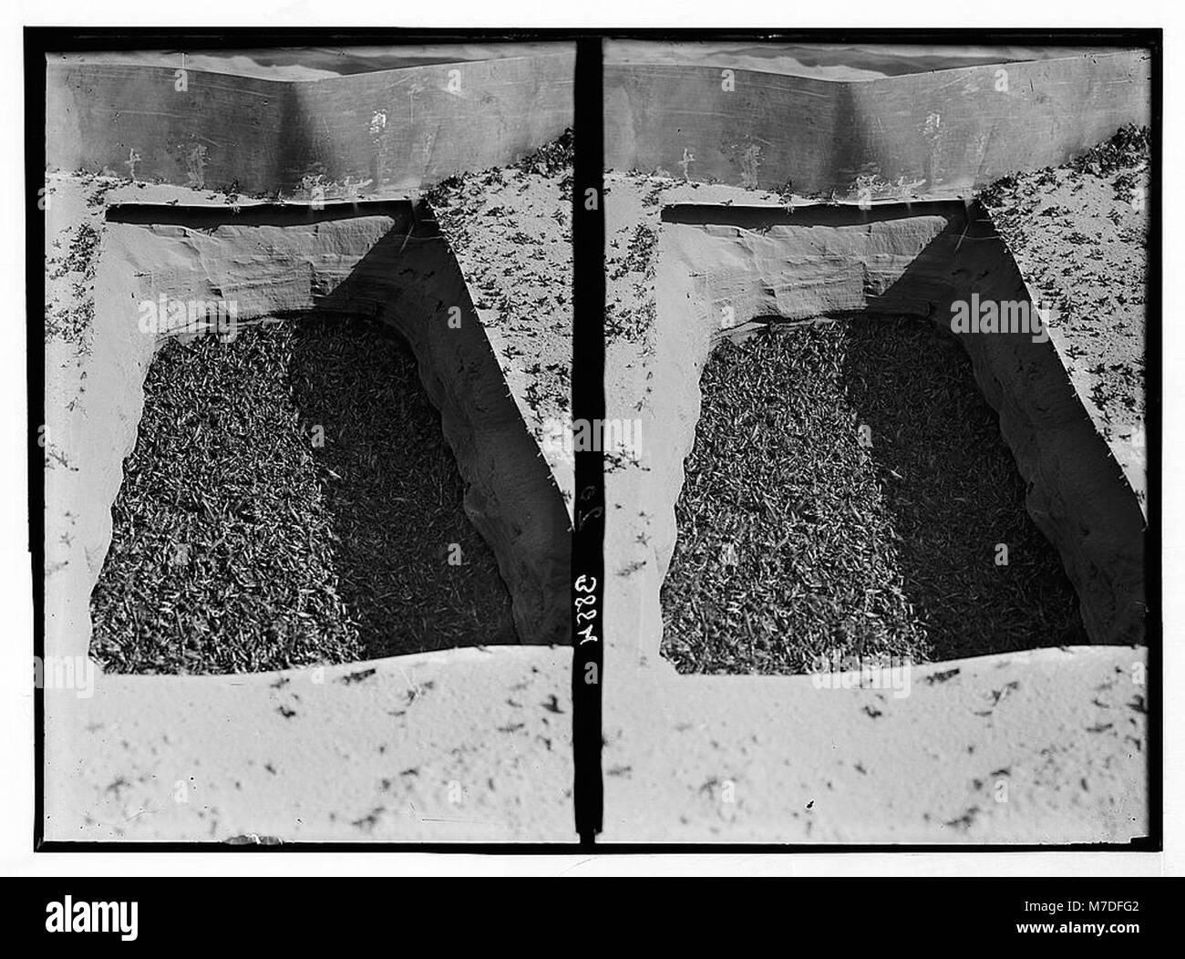 This image illustrates the battle against locust plagues in Palestine ...