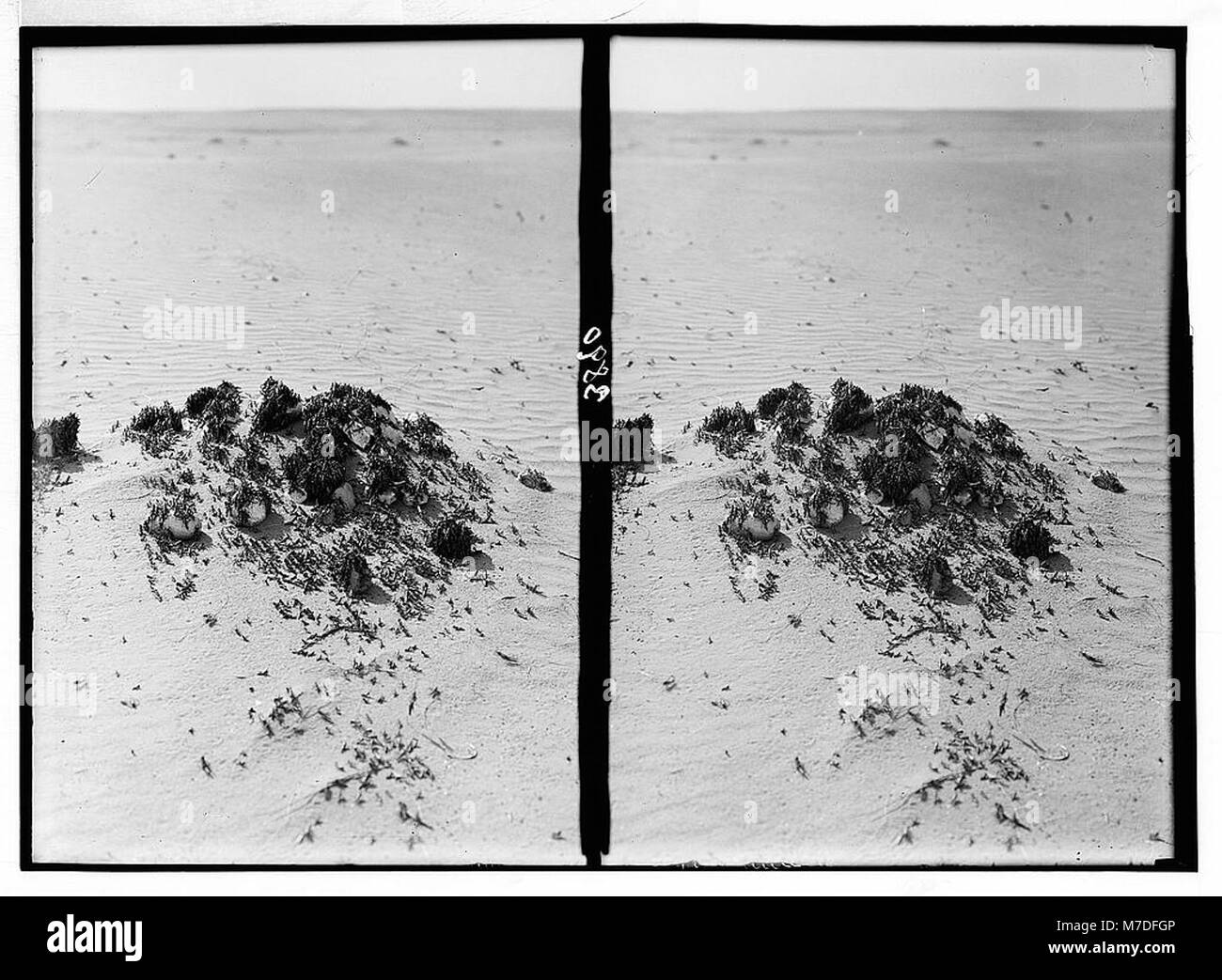 The photograph depicts a locust plague in Palestine, with a swarm ...