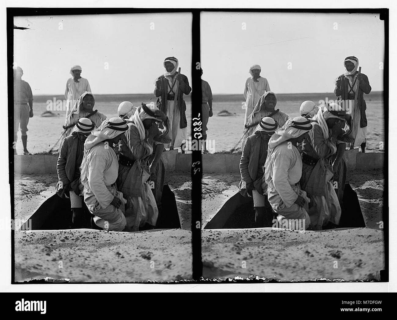 A photograph from Palestine showing laborers working to combat a locust ...