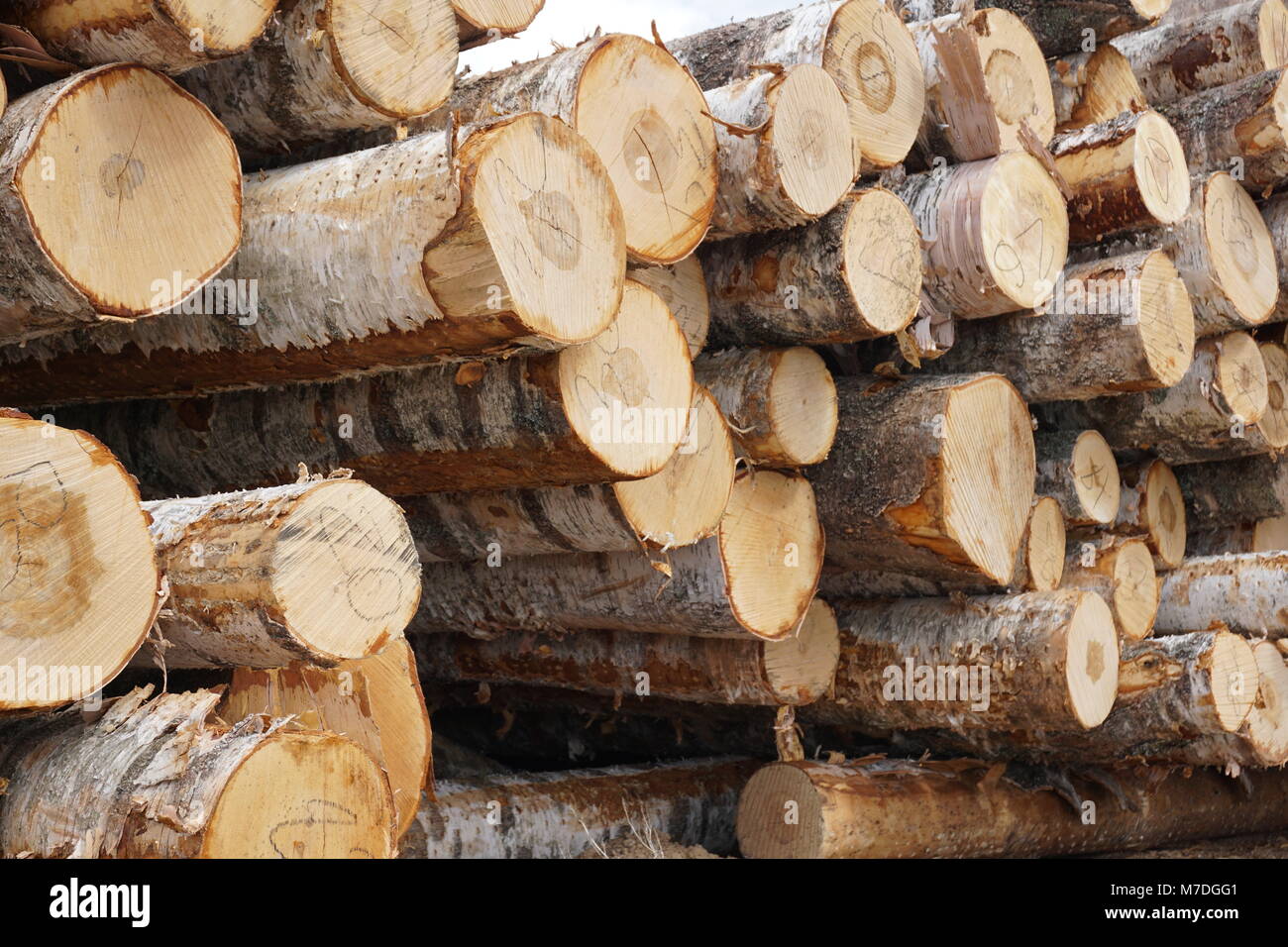 Wooden Logs with Forest on Background Trunks of trees cut and stacked ...