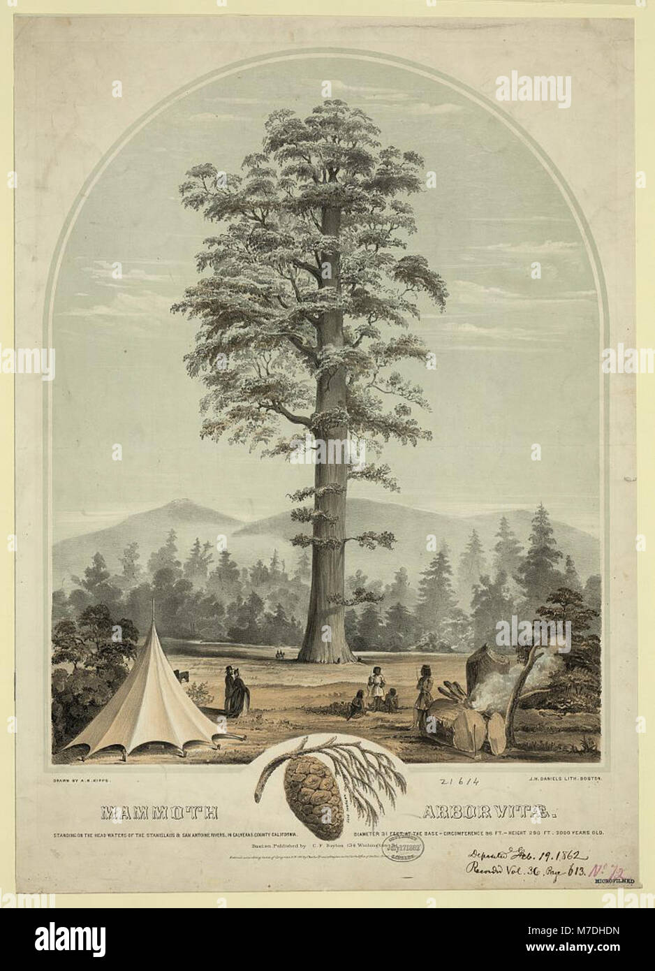 This image shows a Mammoth Arborvitae tree, known for its large size ...