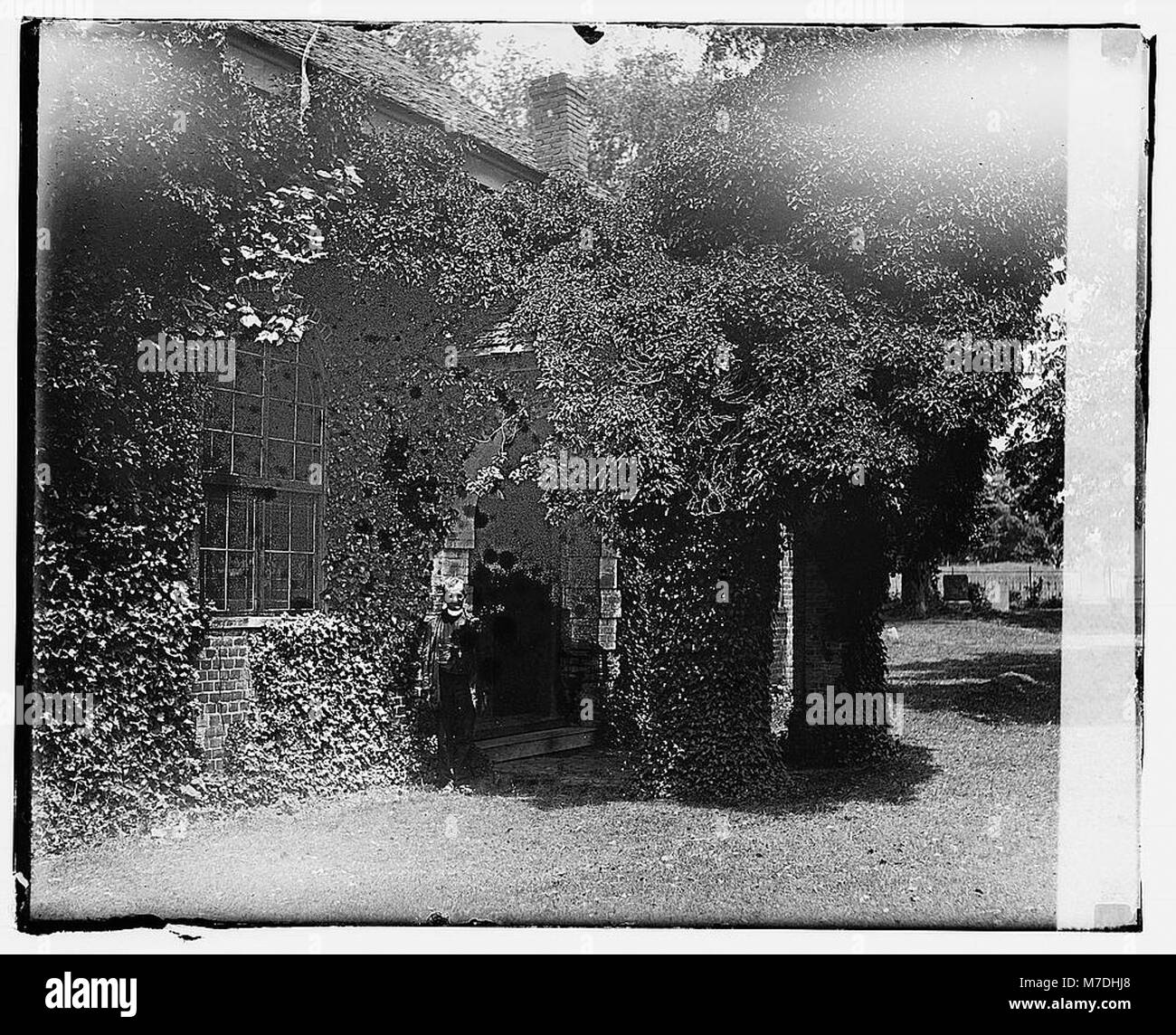 Vine greenery Black and White Stock Photos & Images - Alamy