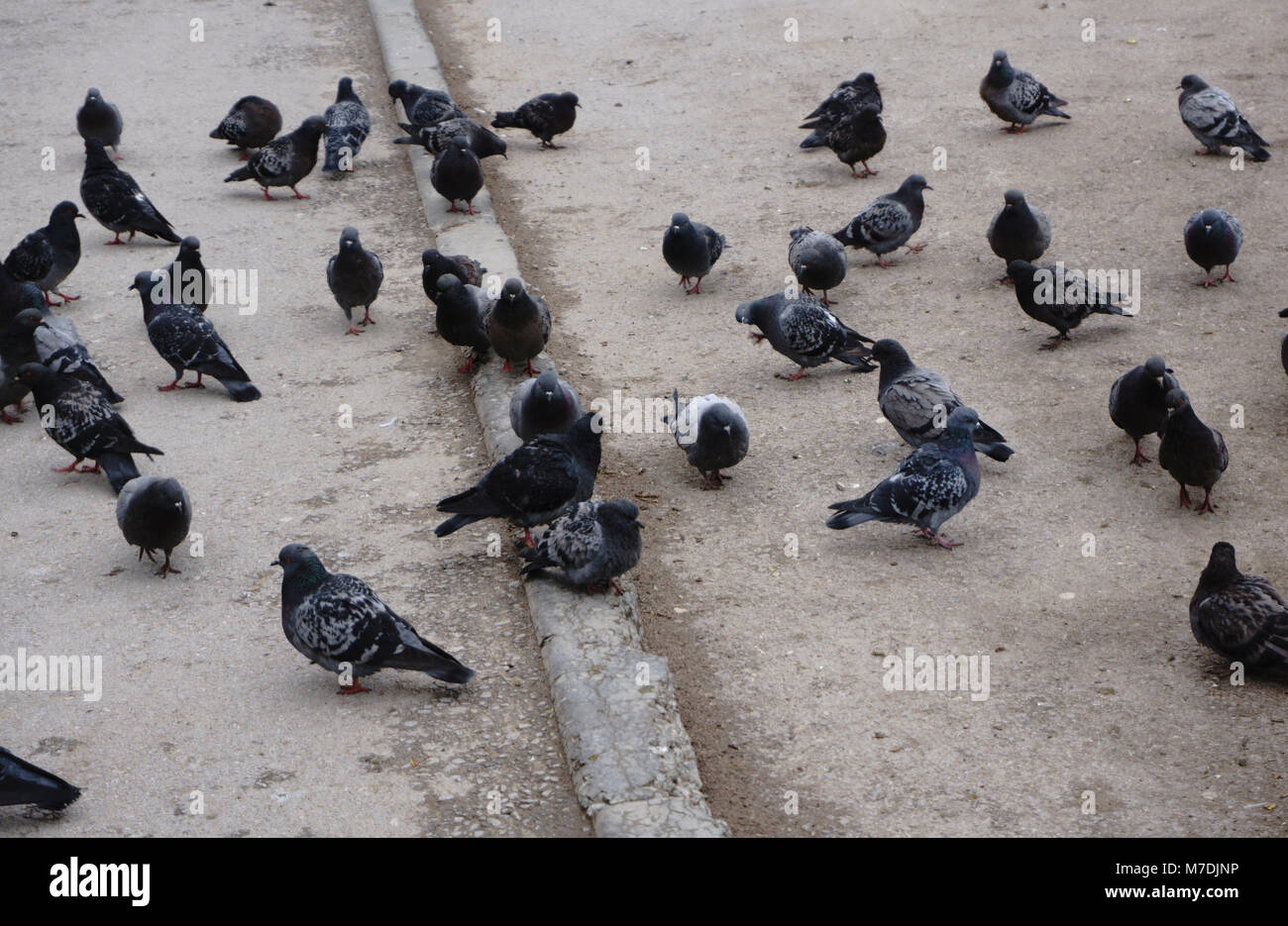 a flock of pigeons on the pavement Stock Photo - Alamy