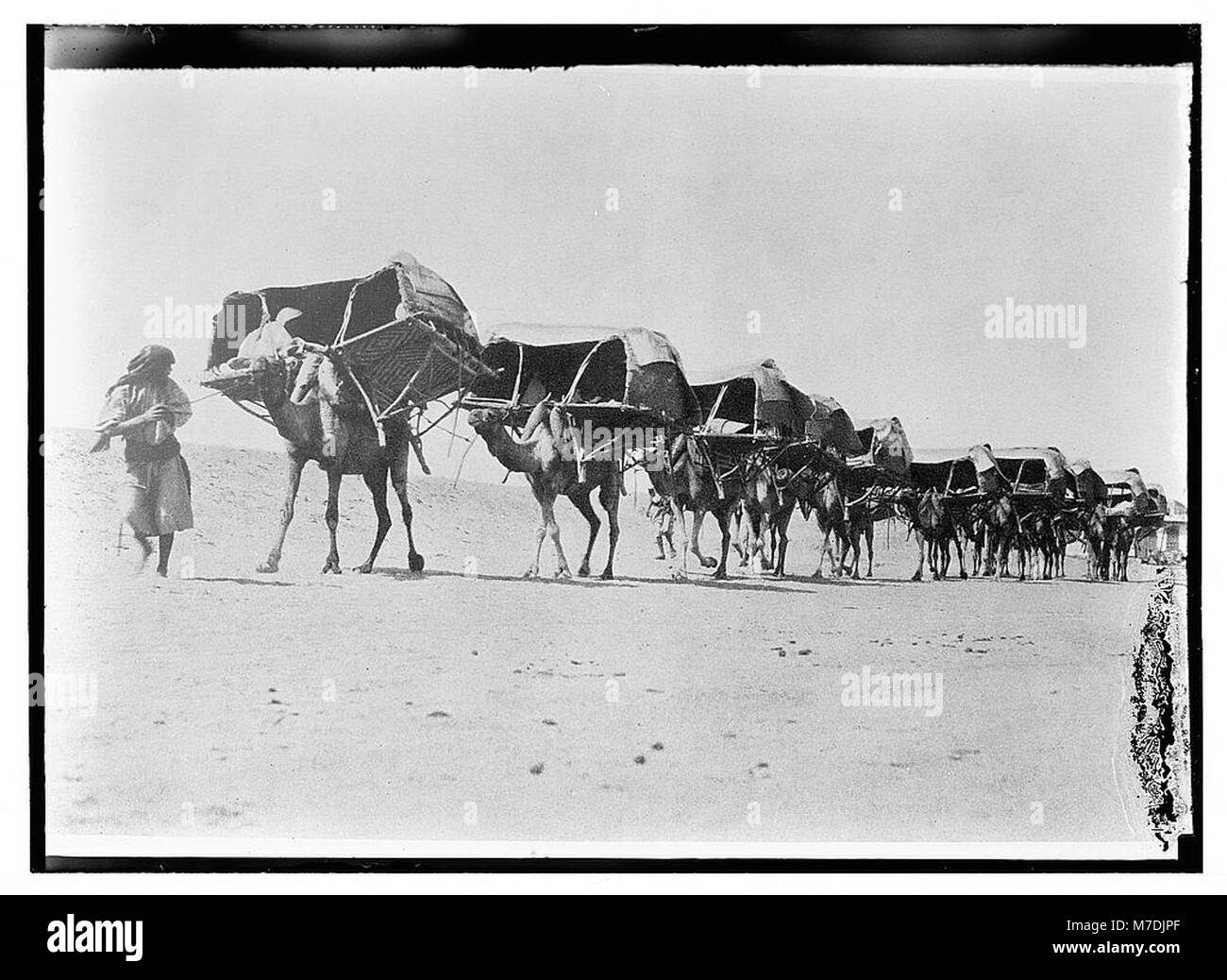 A photograph taken around 1910 showing a camel caravan of pilgrims ...
