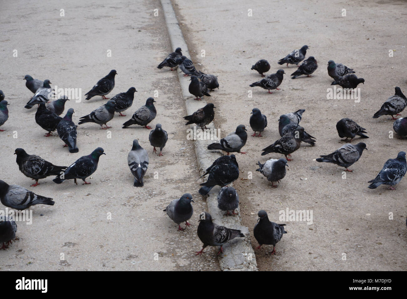 Pigeon excrement hi-res stock photography and images - Alamy
