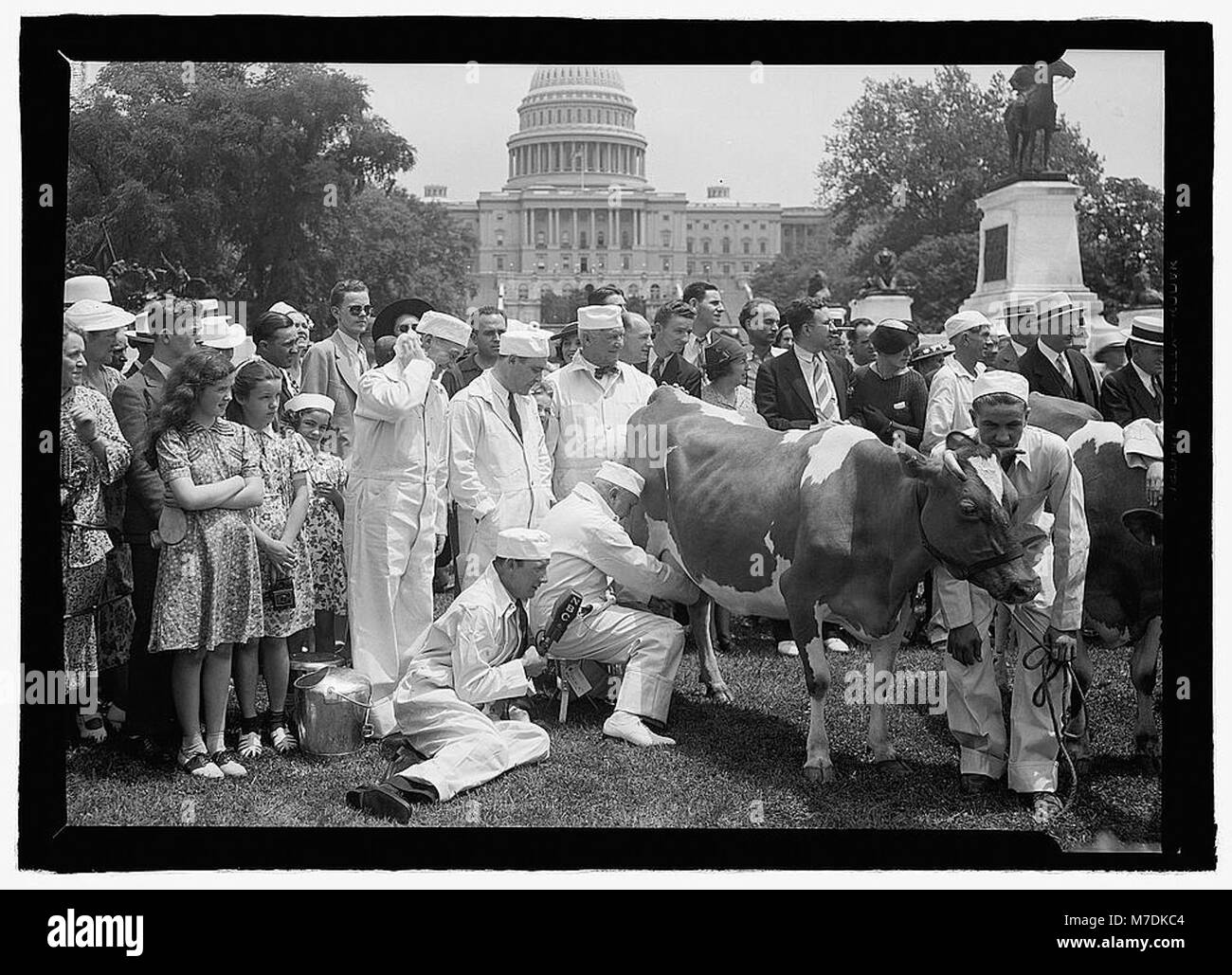 A historical photograph showing a cow being milked on the grounds of ...