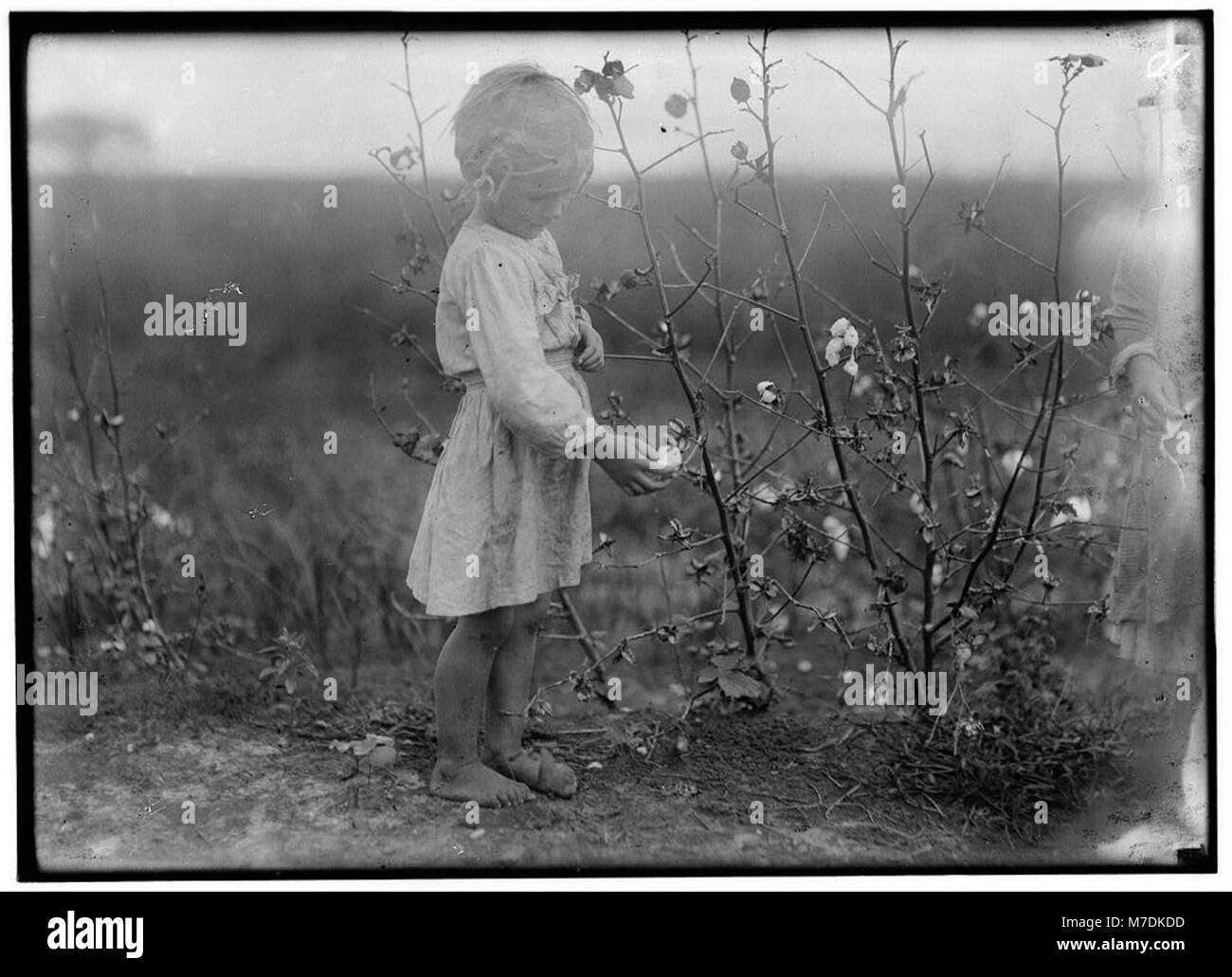 A photograph showing Millie, a four-year-old cotton picker working on a ...