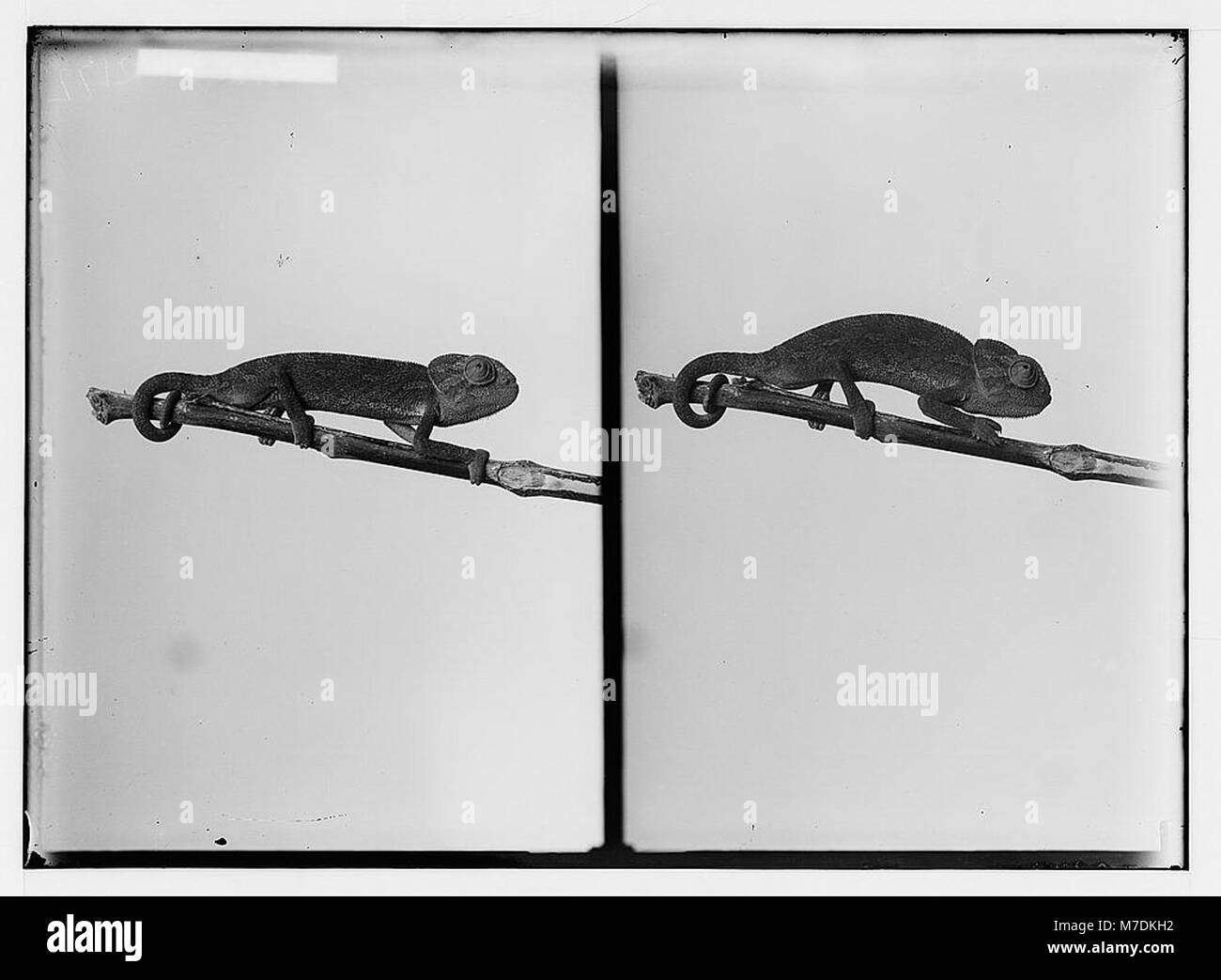 This image showcases a chameleon, often referred to as 'Chamaleon ...