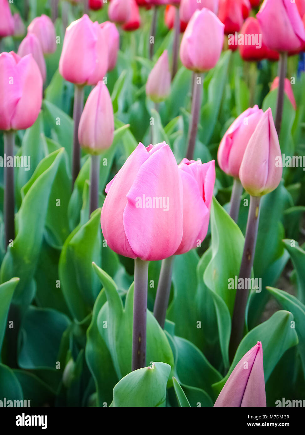 Pink Tulips in Spring Stock Photo - Alamy