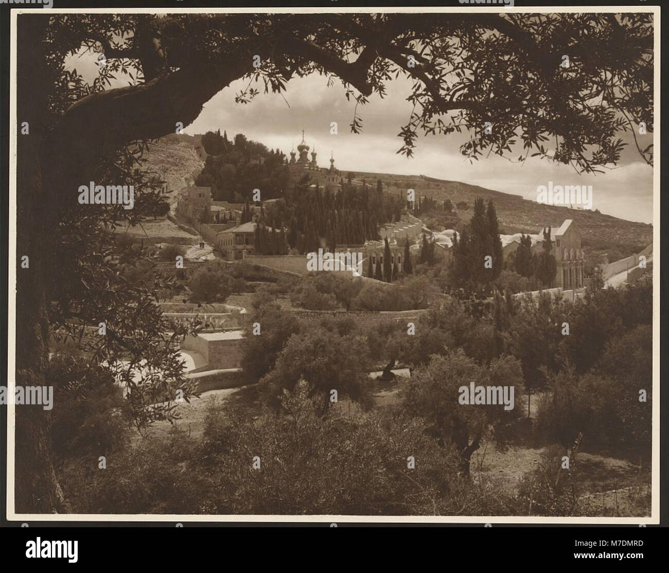 A photograph of the Mount of Olives in Jerusalem, capturing olive and ...