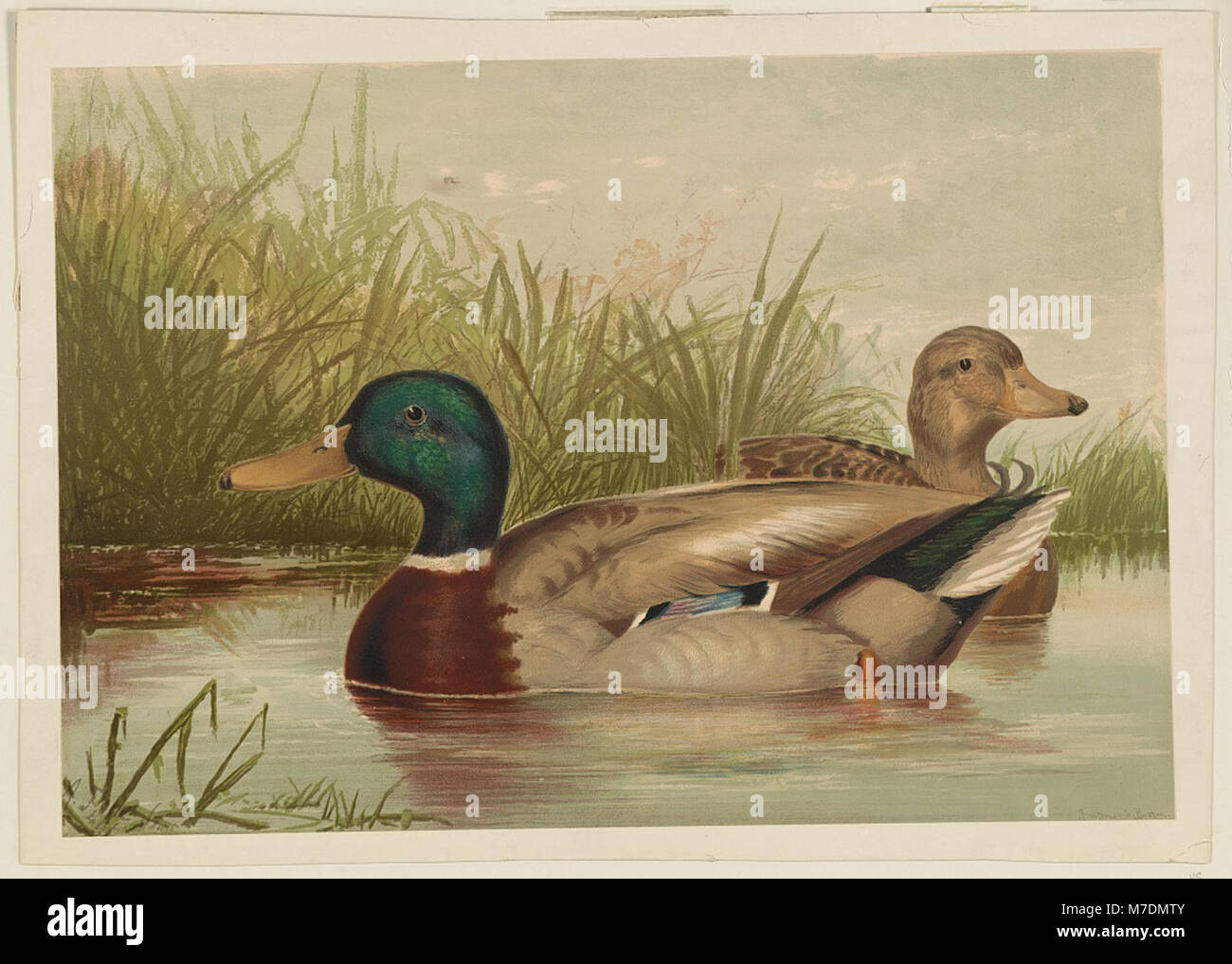 A serene scene of ducks swimming on a pond, capturing the peaceful and ...