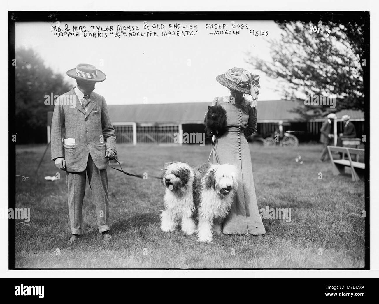Old english sheepdogs, family hi-res stock photography and images - Alamy