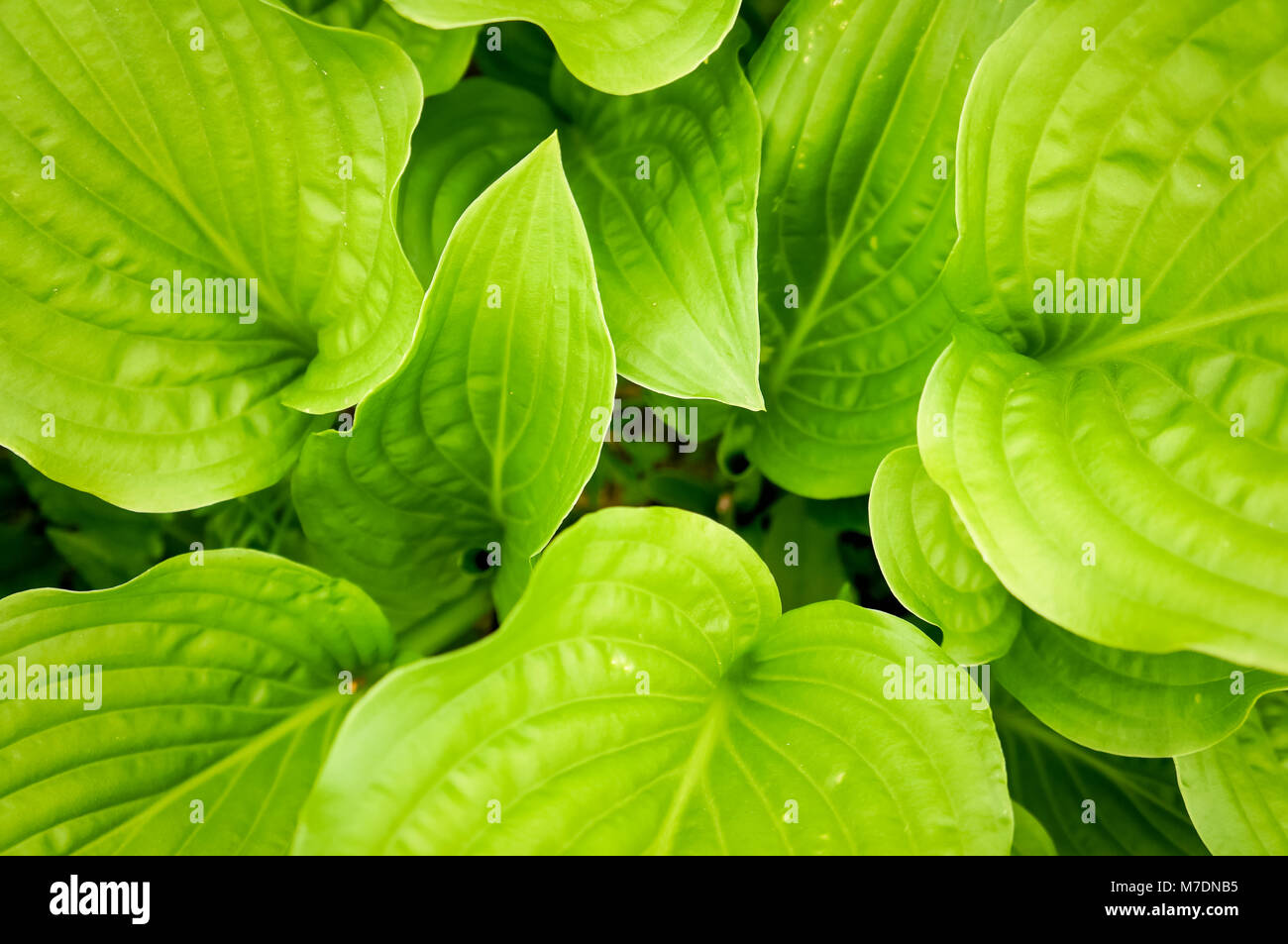 Plantain Lily in spring Stock Photo - Alamy