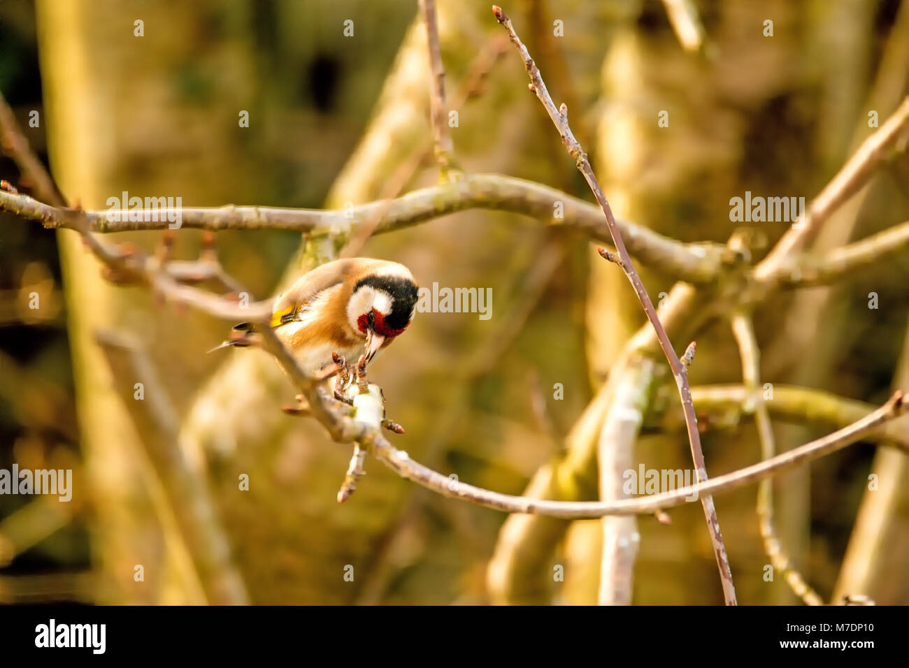 The European goldfinch at a fodder house in Germany Stock Photo - Alamy