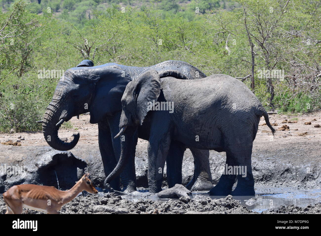 Elephants at play Stock Photo - Alamy