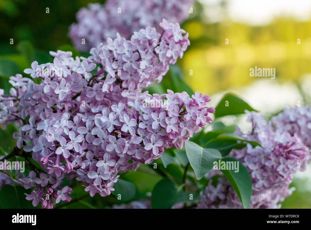 Blooming lilacs close up. Shallow depth of field Stock Photo - Alamy
