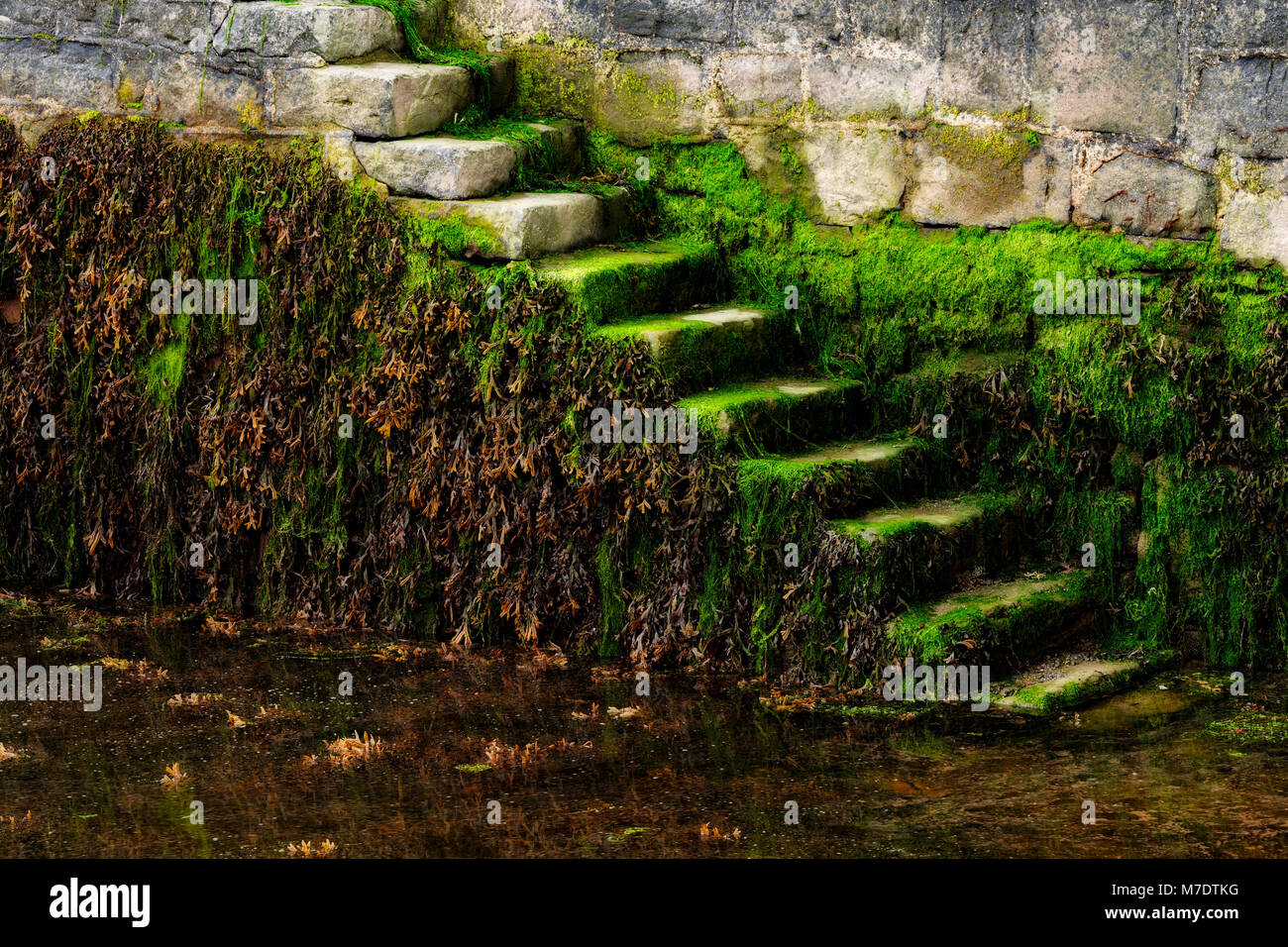 Seaweed covered steps at Kinvarra harbour, Ireland Stock Photo - Alamy