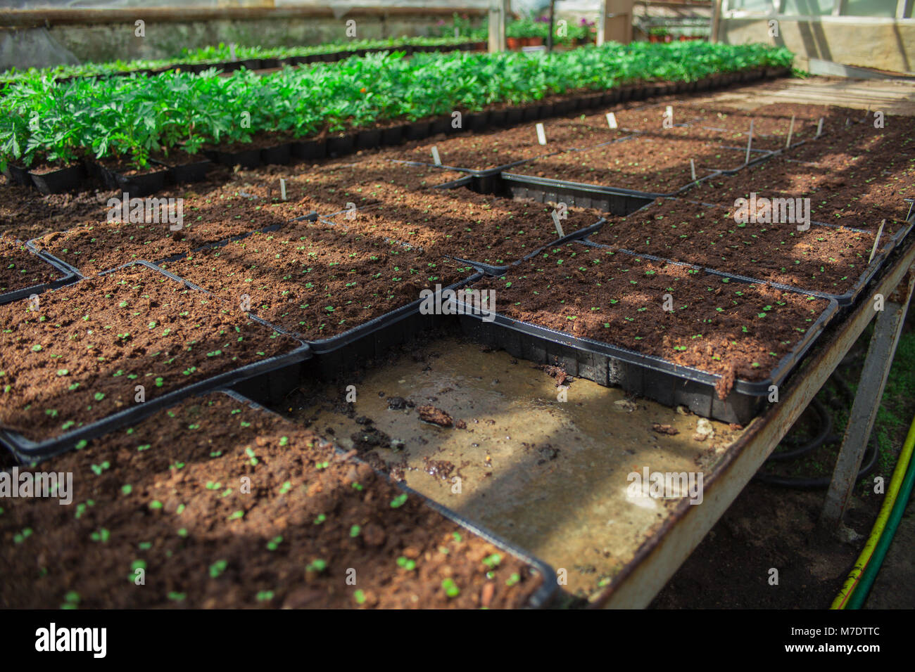 Plants and cultivation Stock Photo - Alamy