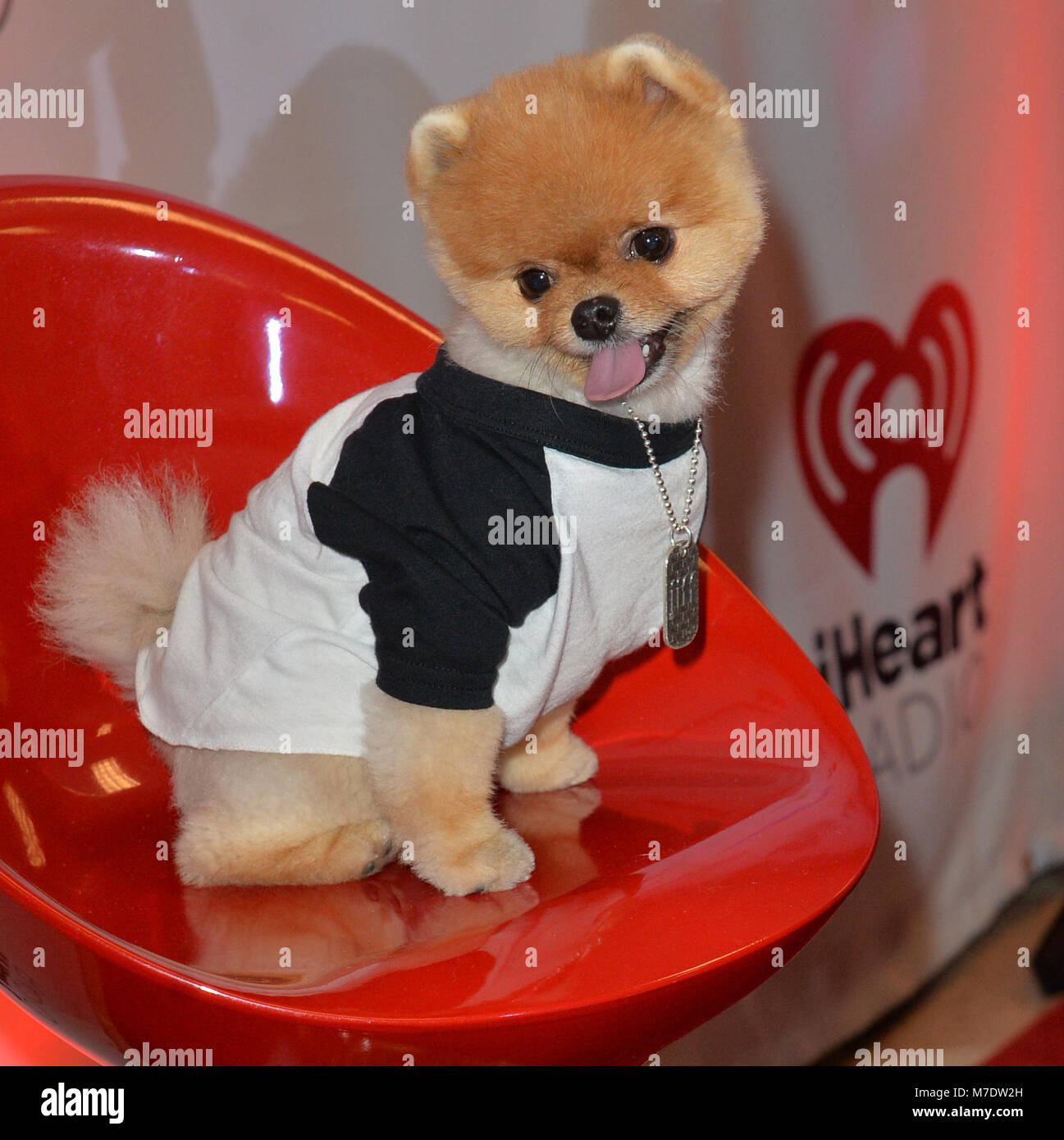Jiff the pomeranian hi-res stock photography and images - Alamy