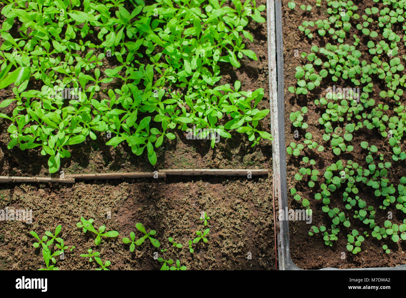 Plants and cultivation Stock Photo - Alamy