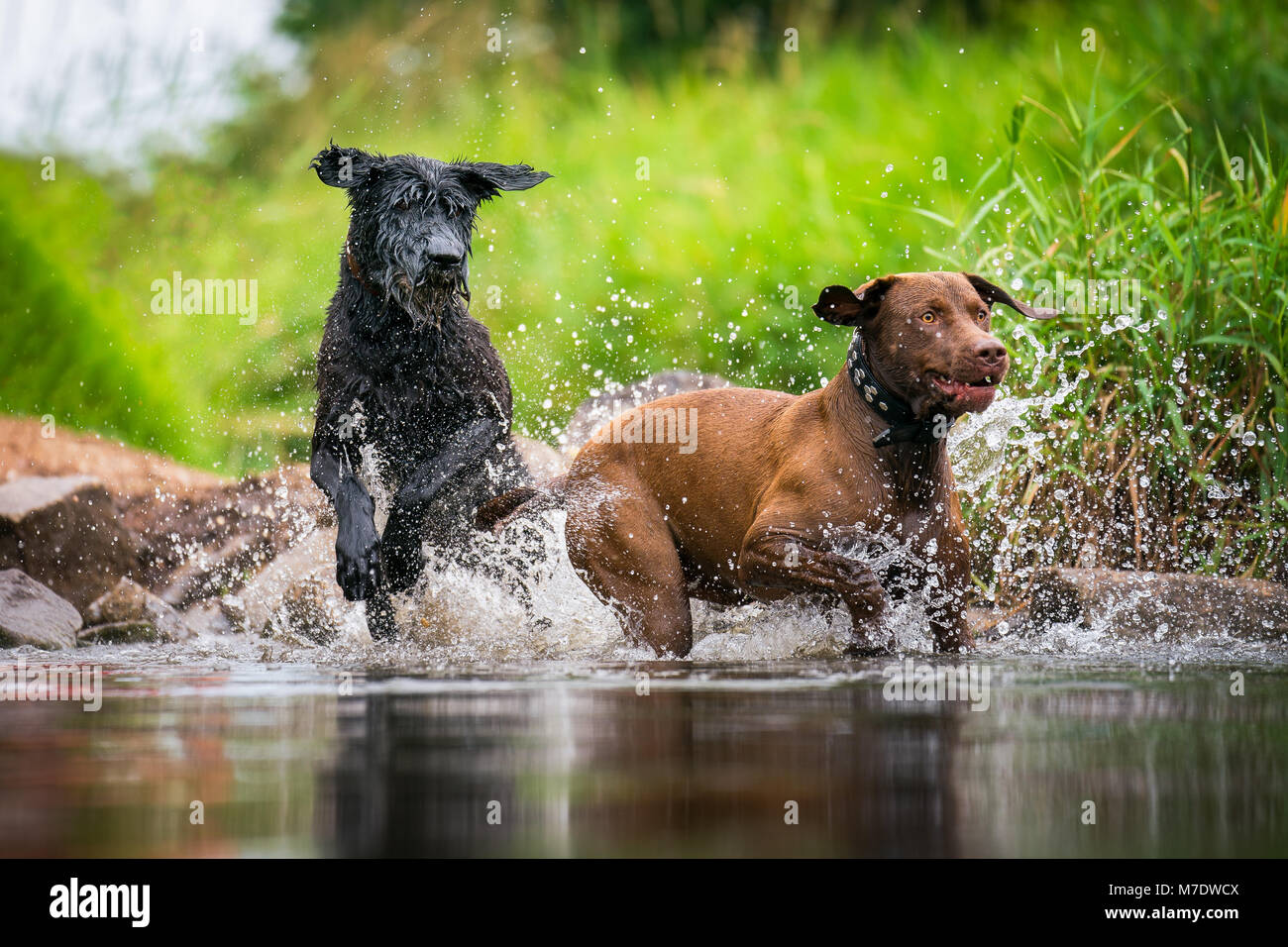A Labrador Retriever and a Giant Schnauzer romping in a water in fair ...