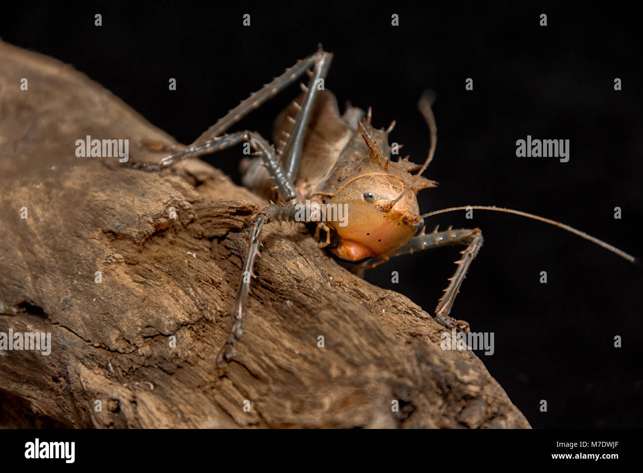Very close image of a armoured ground cricket looking forward Stock ...