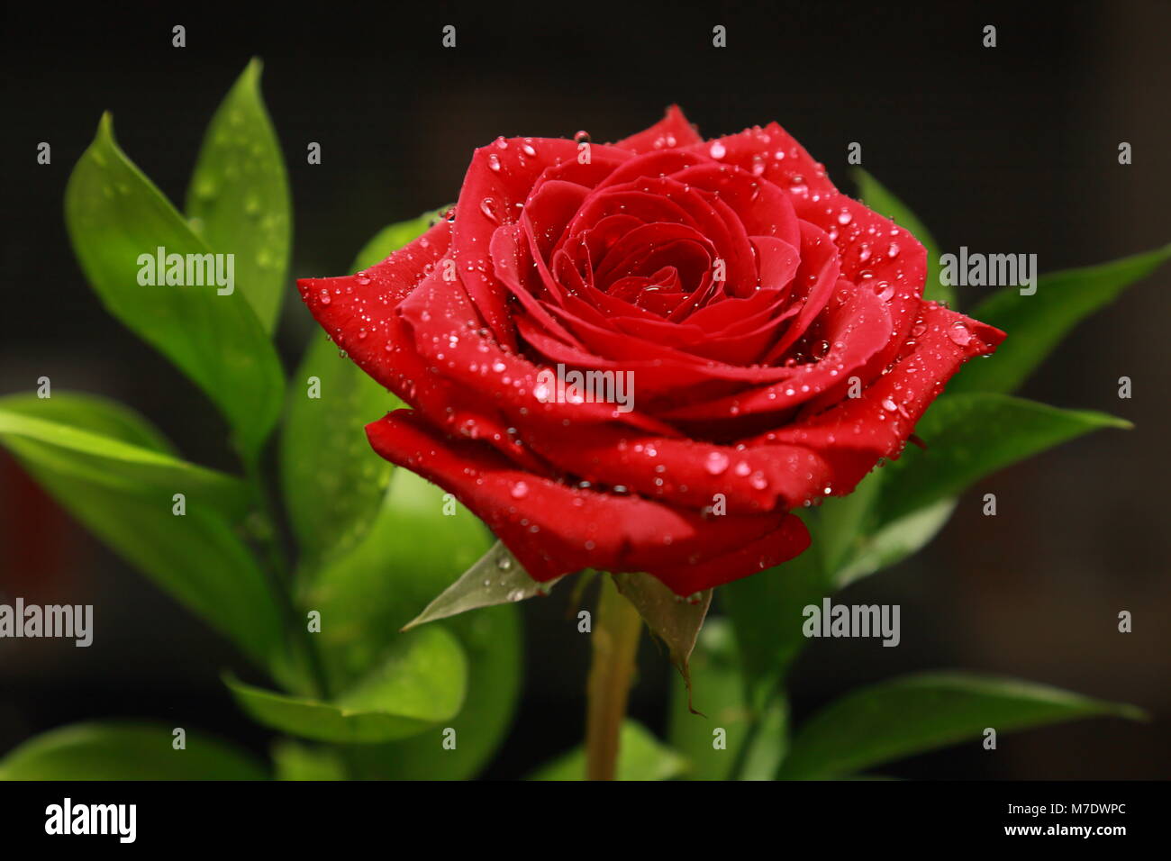 Best Rose Flower Pictures