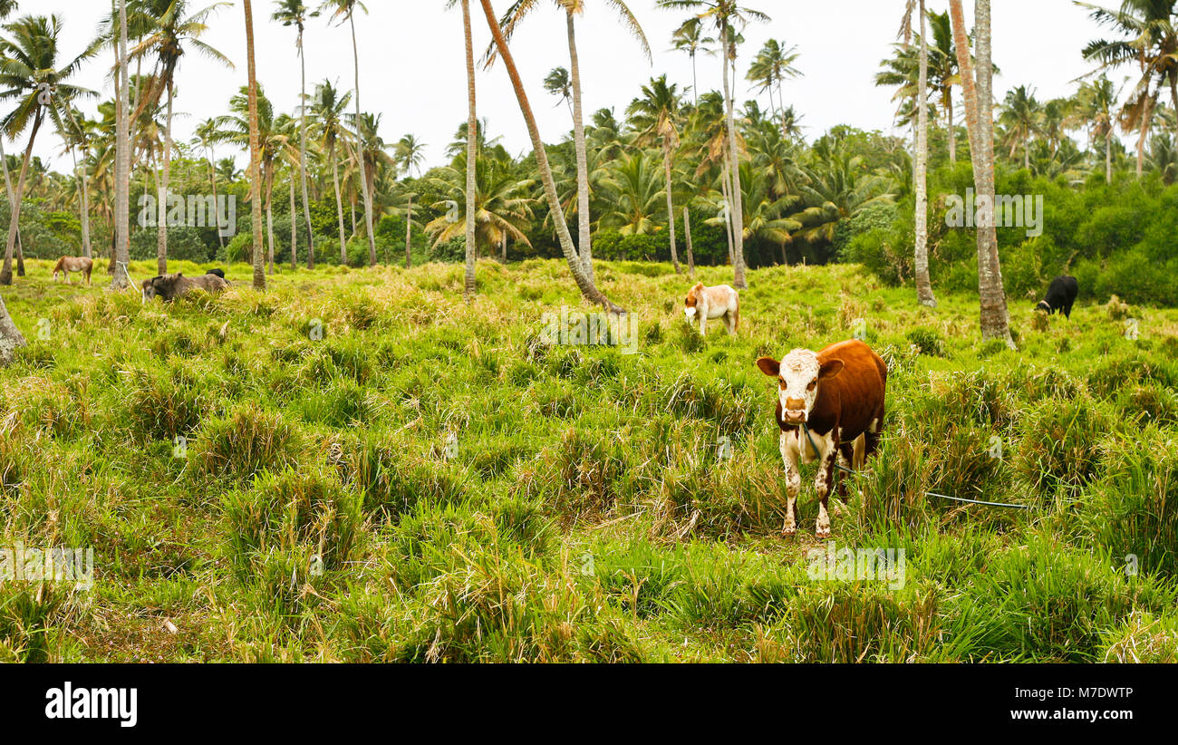 Lifuka island. ha´apai islands. Tonga. Polynesia Stock Photo - Alamy