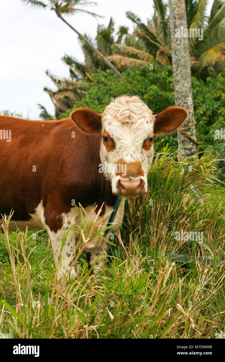 Cow, Lifuka island. Ha´apai islands. Tonga. Polynesia Stock Photo - Alamy