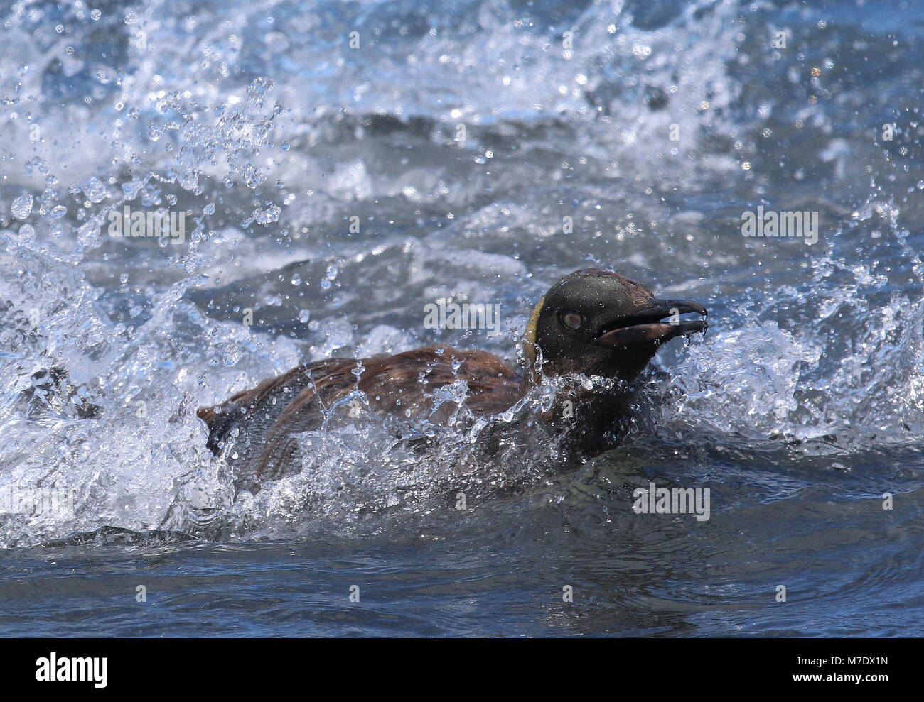 The penguin lessons hi-res stock photography and images - Alamy
