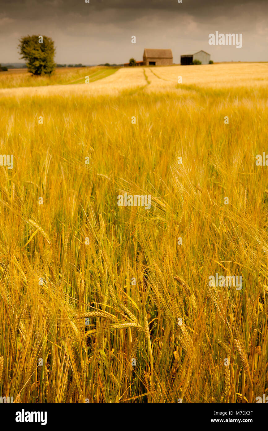 Growing grain almost ready to harvest Stock Photo - Alamy