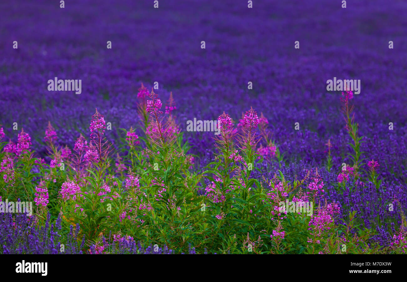 Weeds are a problem to most types of agriculture and horticulture but ...