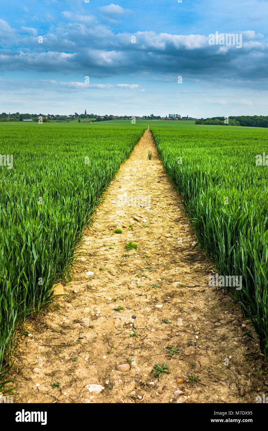 Path across field wheat hi-res stock photography and images - Alamy
