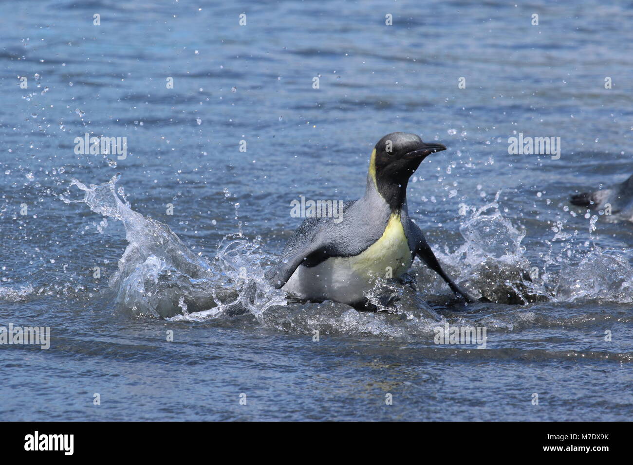 The penguin lessons hi-res stock photography and images - Alamy