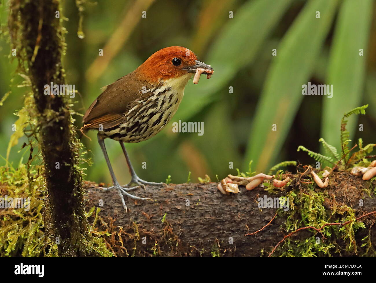 Chestnut-crowned Antpitta (Grallaria ruficapilla ruficapilla) adult ...