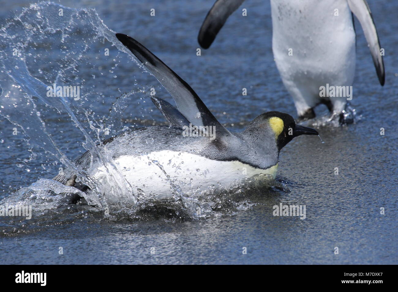 The penguin lessons hi-res stock photography and images - Alamy