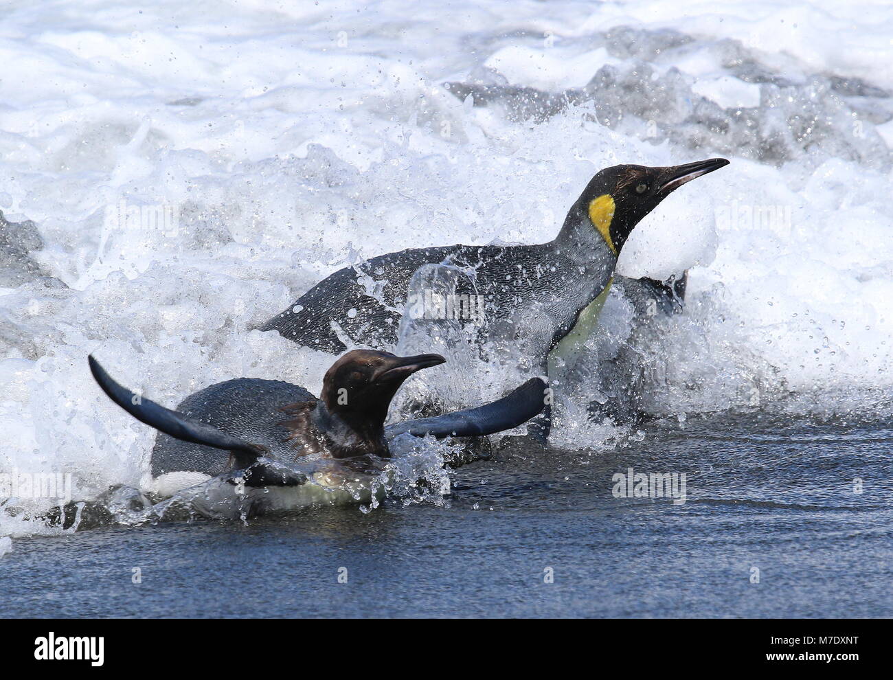 The penguin lessons hi-res stock photography and images - Alamy