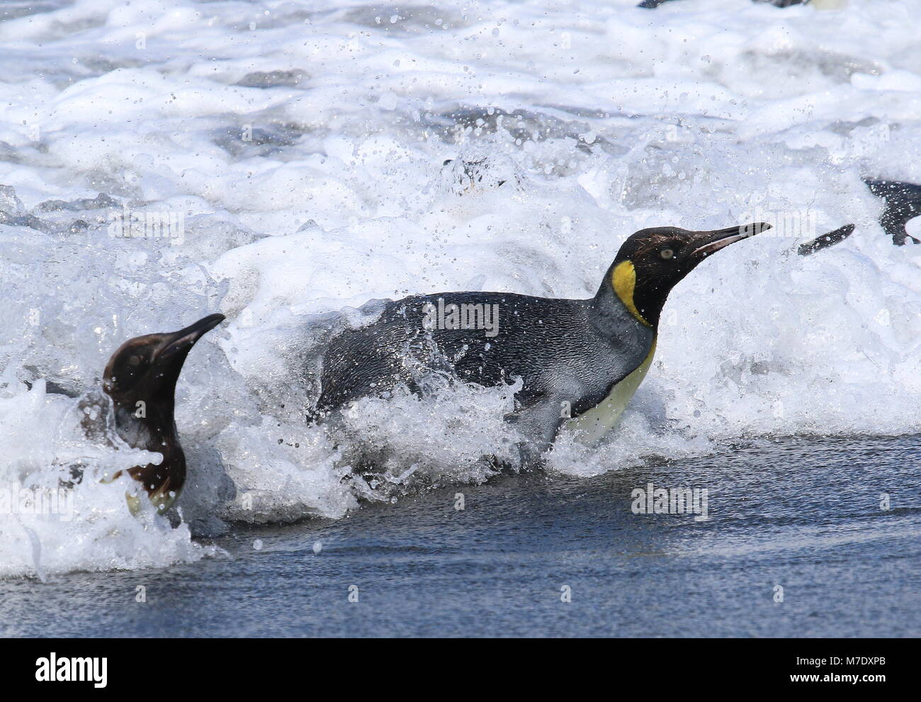 The penguin lessons hi-res stock photography and images - Alamy