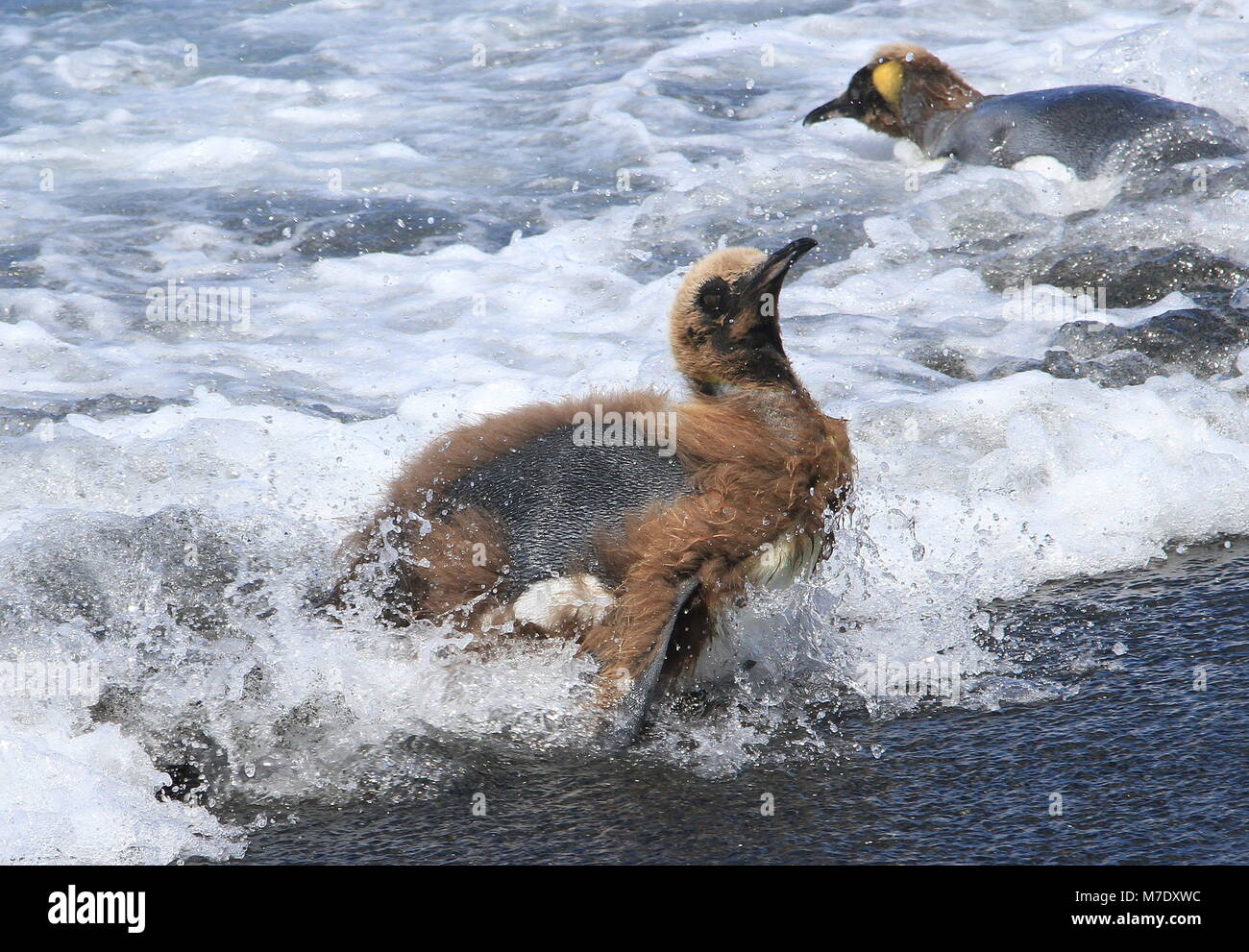 The penguin lessons hi-res stock photography and images - Alamy