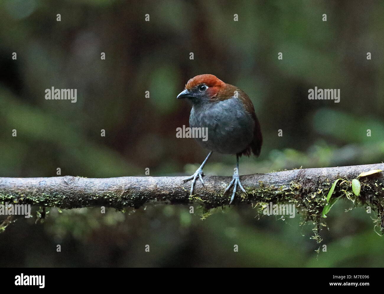 Chestnut-naped Antpitta (Grallaria nuchalis nuchalis) adult standing on ...