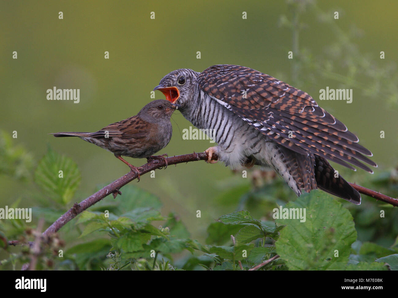 Dunnock feeding juvenile Cuckoo Norfolk July 2009 Stock Photo - Alamy