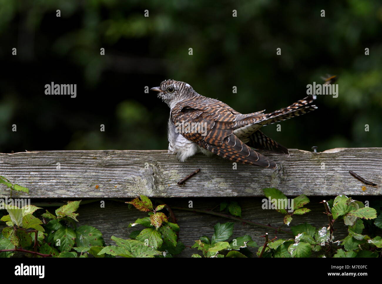 Eurasian cuckoo cuculus canorus fledgling hi-res stock photography and ...
