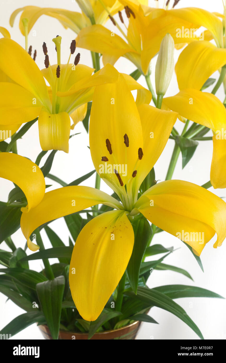 Yellow lillies hi-res stock photography and images - Alamy