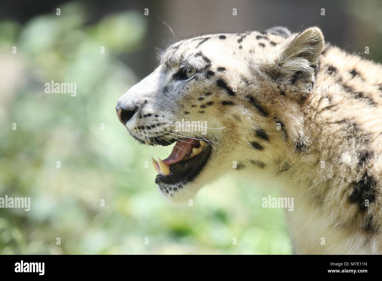 Snow leopard in profile in hi-res stock photography and images - Alamy