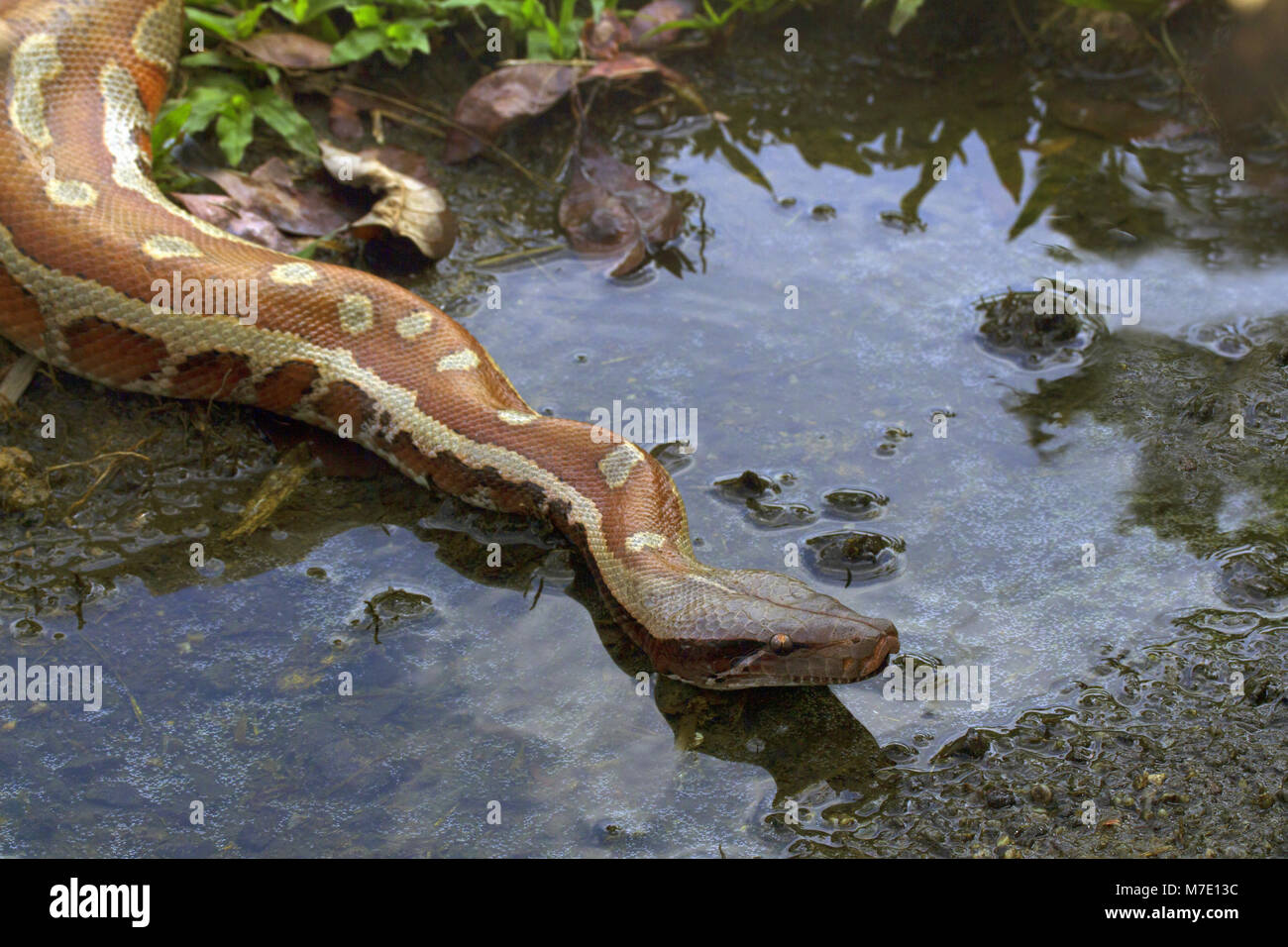 Malaysian Blood Python Stock Photo - Alamy
