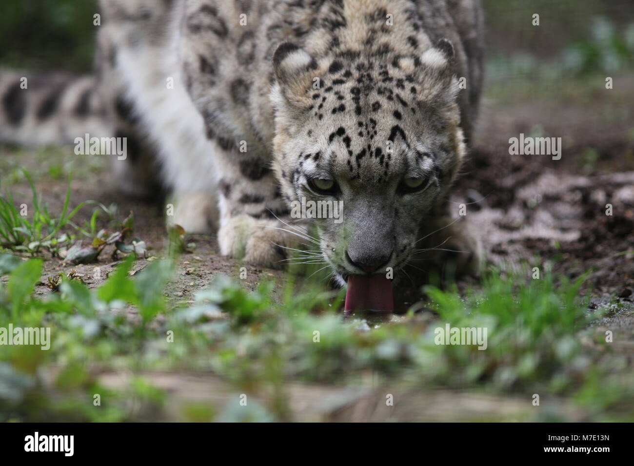 High resolution snow leopard pictures taken in Tokyo Stock Photo - Alamy