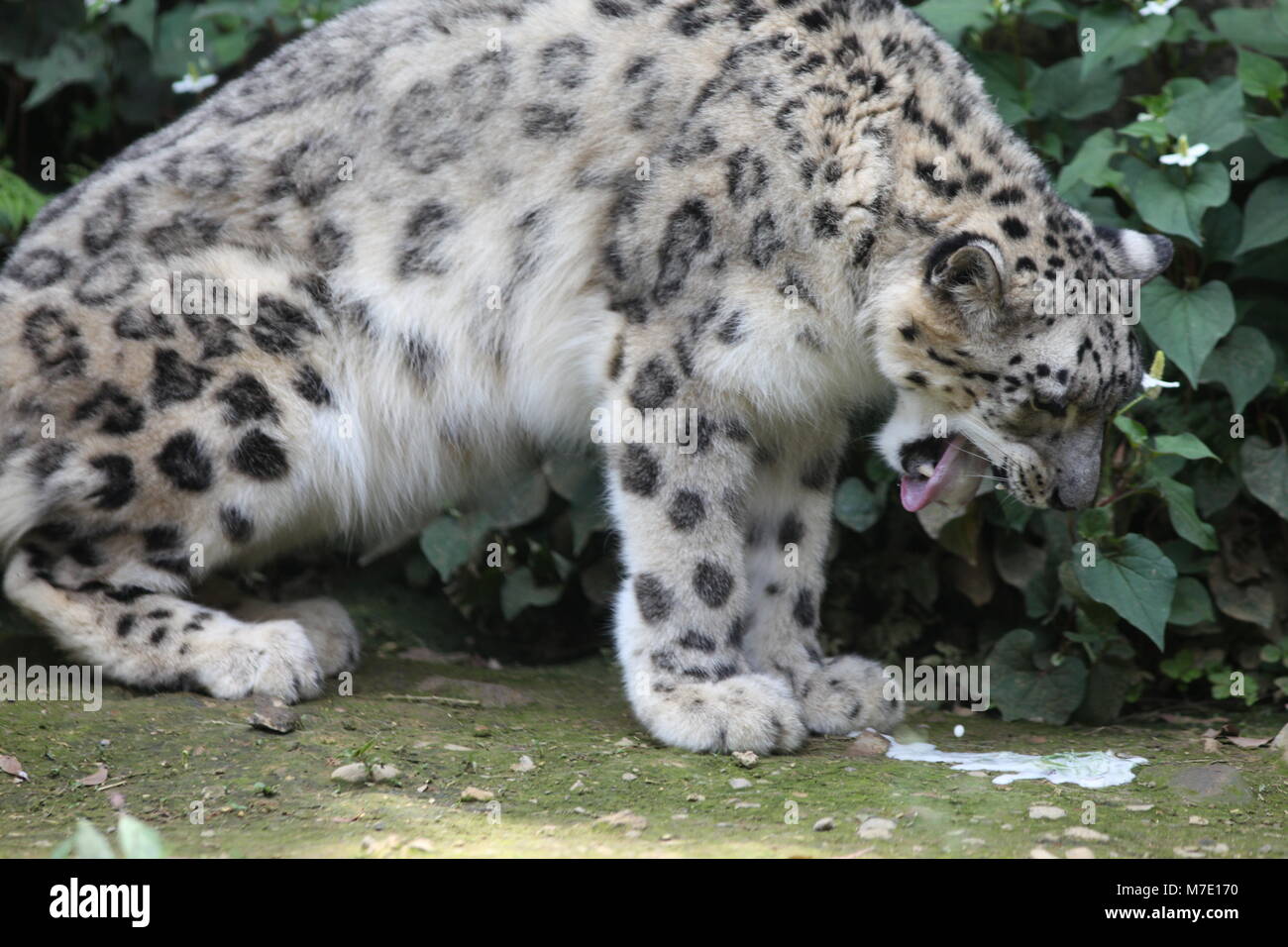High resolution snow leopard pictures taken in Tokyo Stock Photo - Alamy