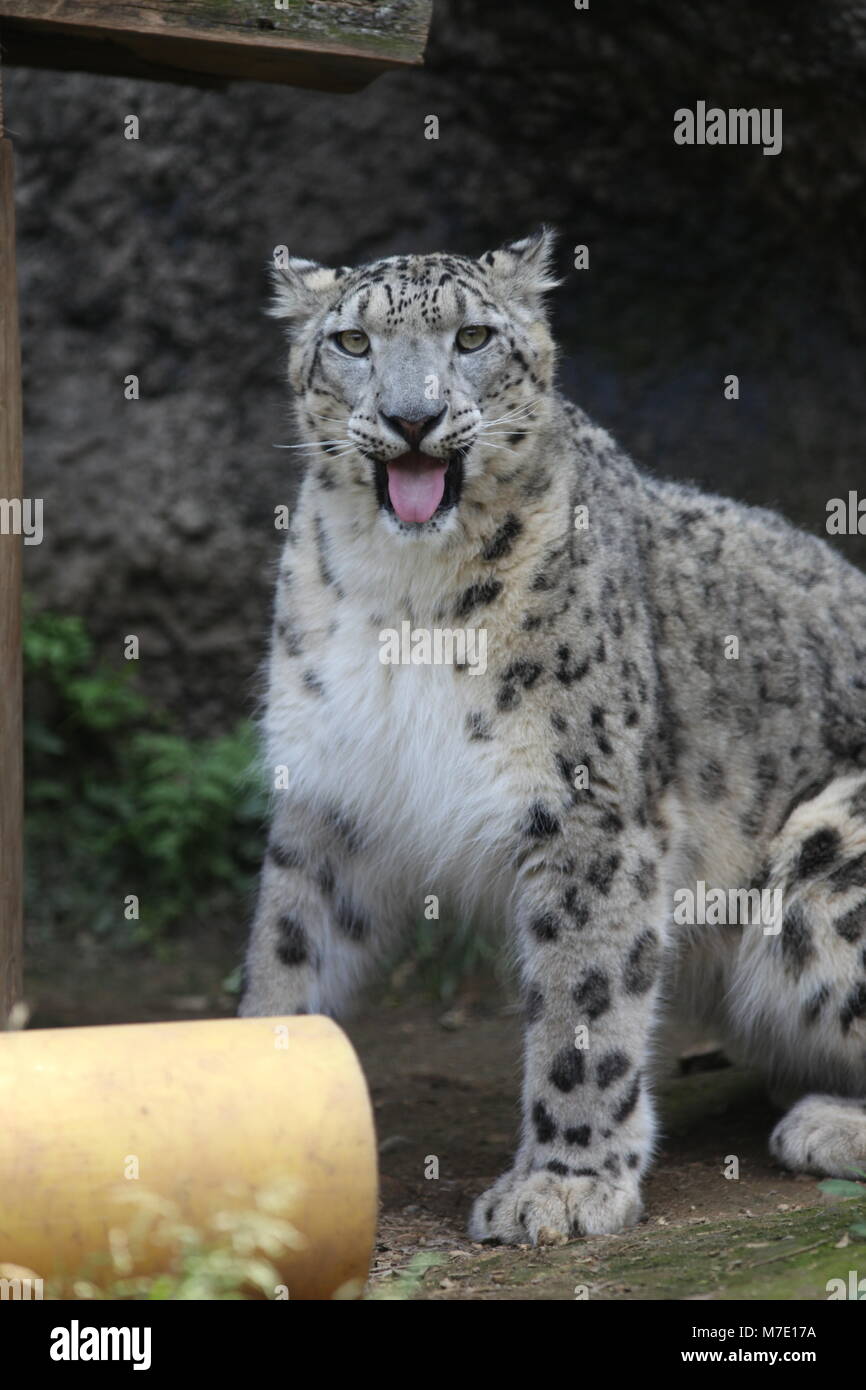 High resolution snow leopard pictures taken in Tokyo Stock Photo - Alamy
