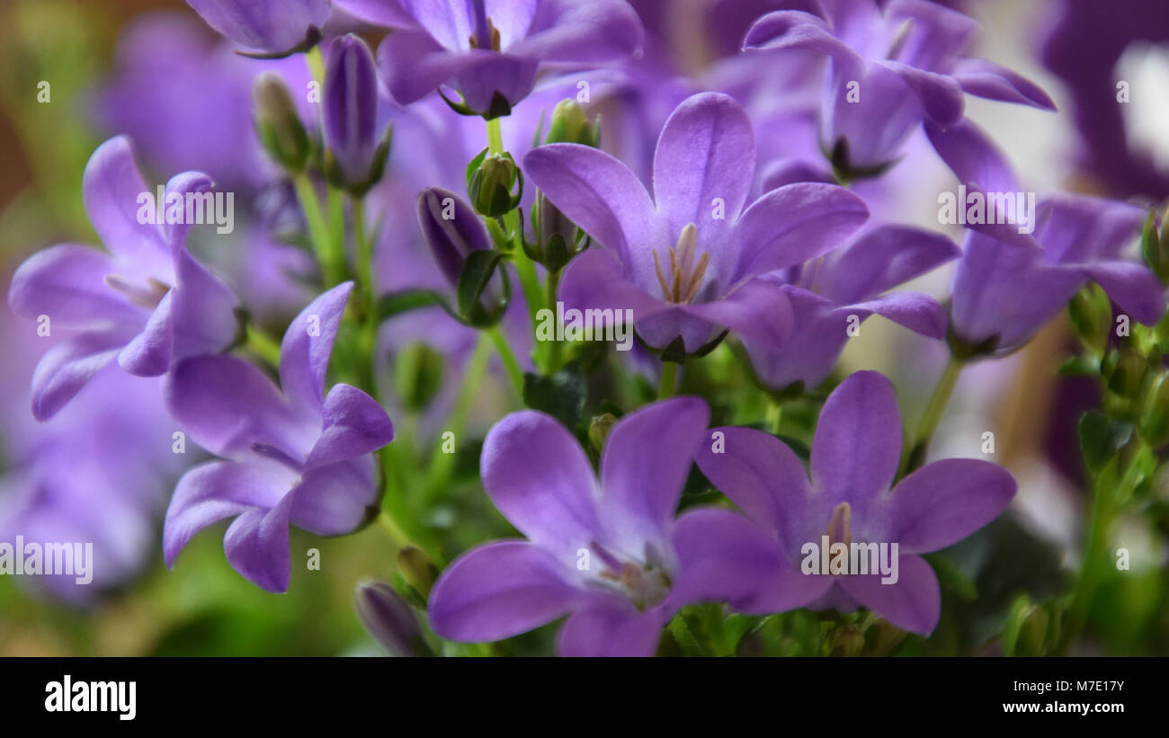 purple bellflowers also called campanula Stock Photo - Alamy